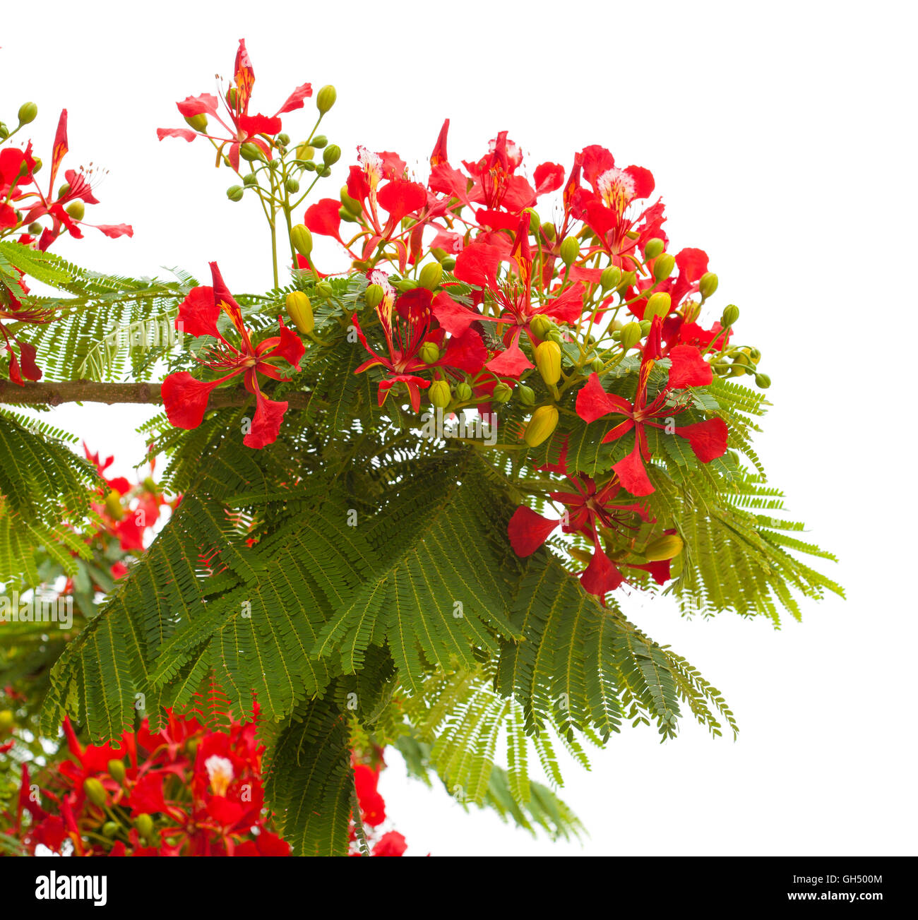 Flowering Delonix regia, flame tree, branches isolated on white ...