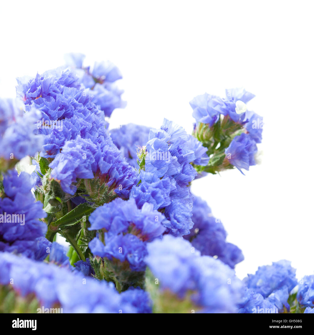 Limonium sinuatum, statice, blue flowers isolated on white background ...