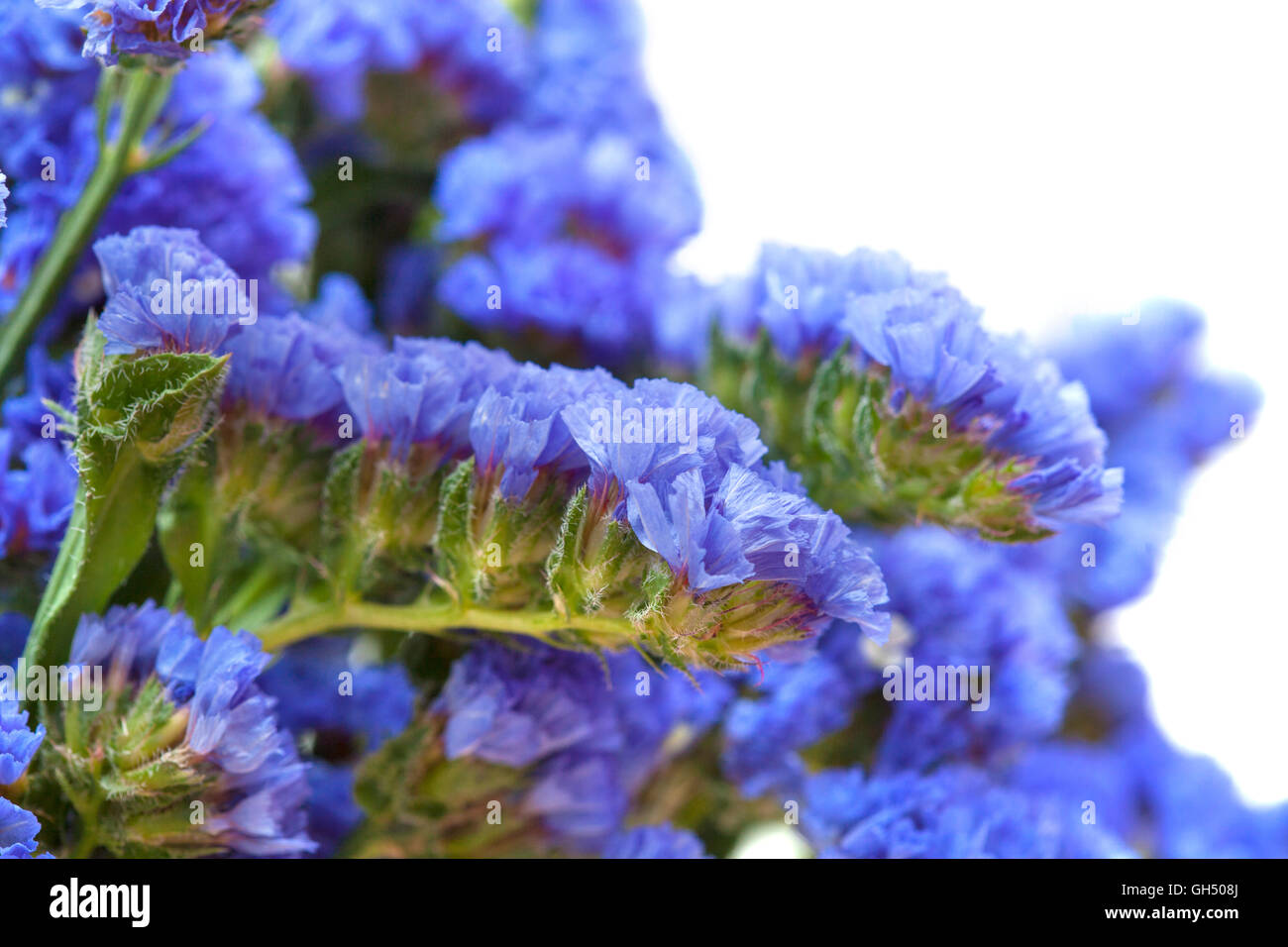 Limonium sinuatum, statice, blue flowers isolated on white background ...