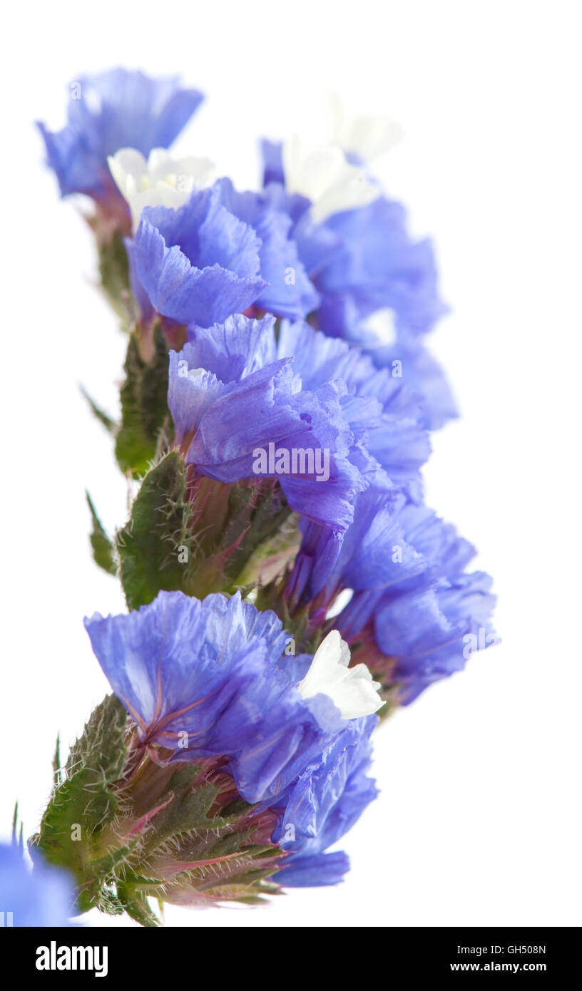 Limonium sinuatum, statice, blue flowers isolated on white background ...