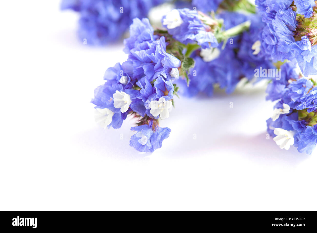 Limonium sinuatum, statice, blue flowers isolated on white background ...