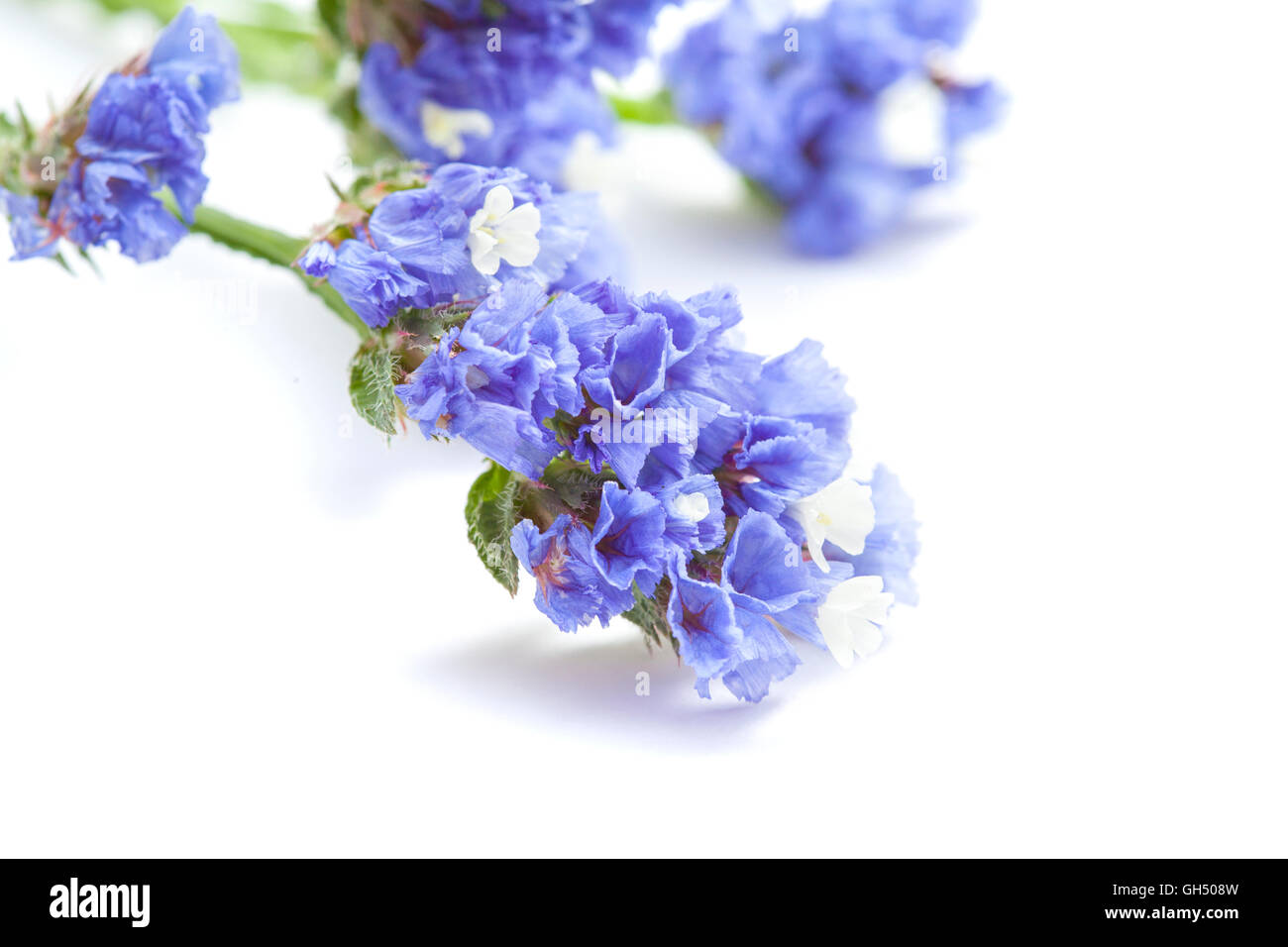 Limonium sinuatum, statice, blue flowers isolated on white background ...