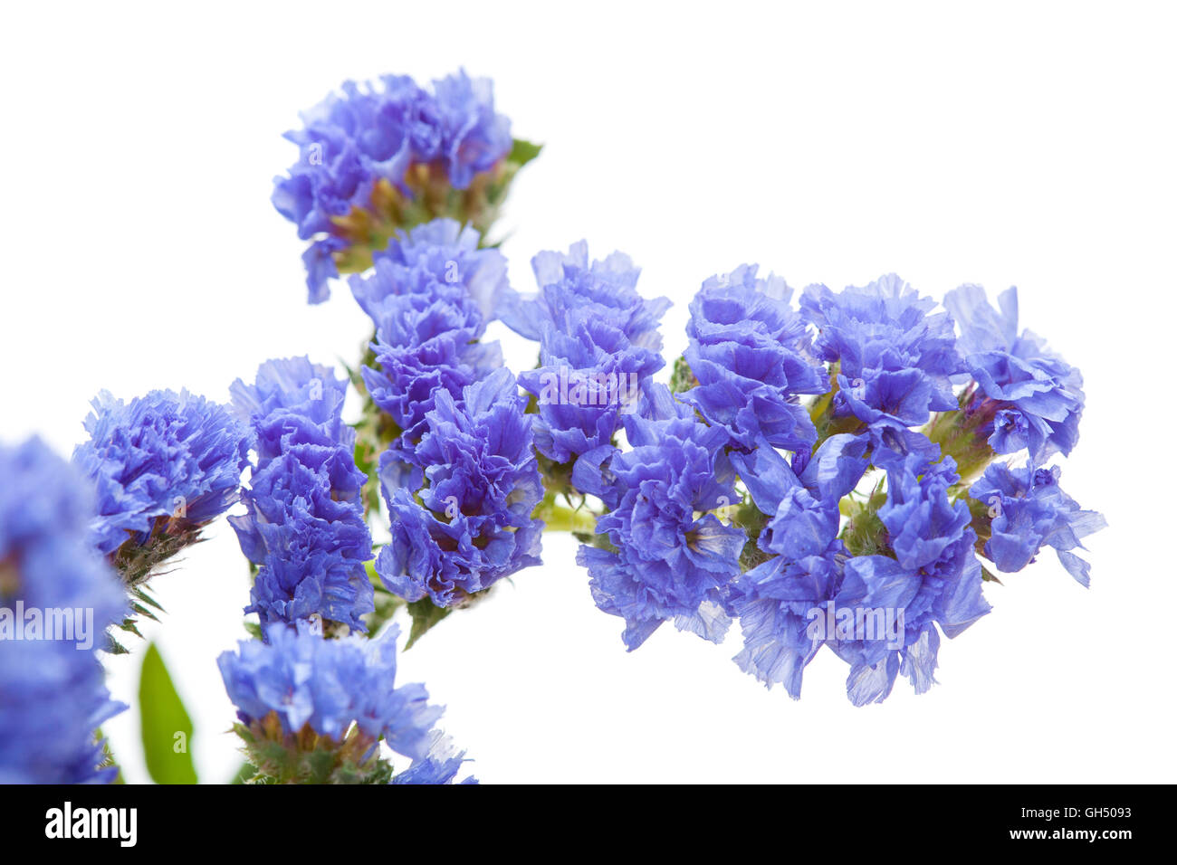 Limonium sinuatum, statice, blue flowers isolated on white background ...