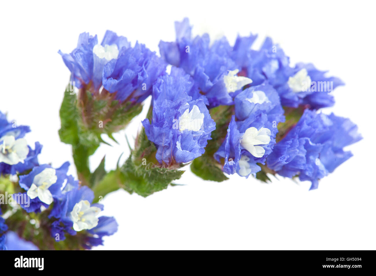 Limonium sinuatum, statice, blue flowers isolated on white background ...