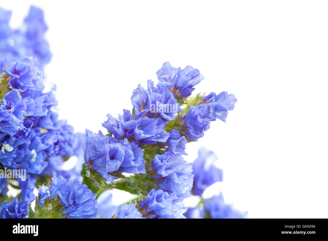 Limonium sinuatum, statice, blue flowers isolated on white background ...