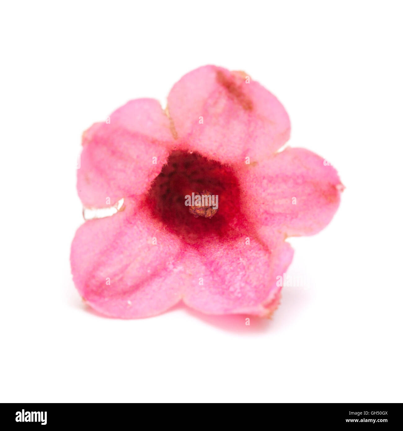 pink flowers of Brachychiton bidwillii, dwarf kurrajong, isolated on ...