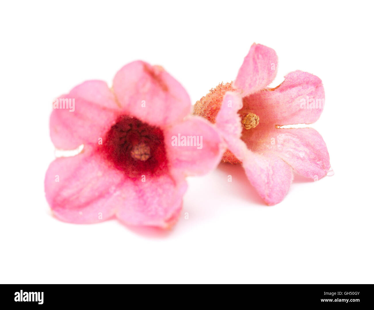 Australian Kurrajong Flowers High Resolution Stock Photography and ...