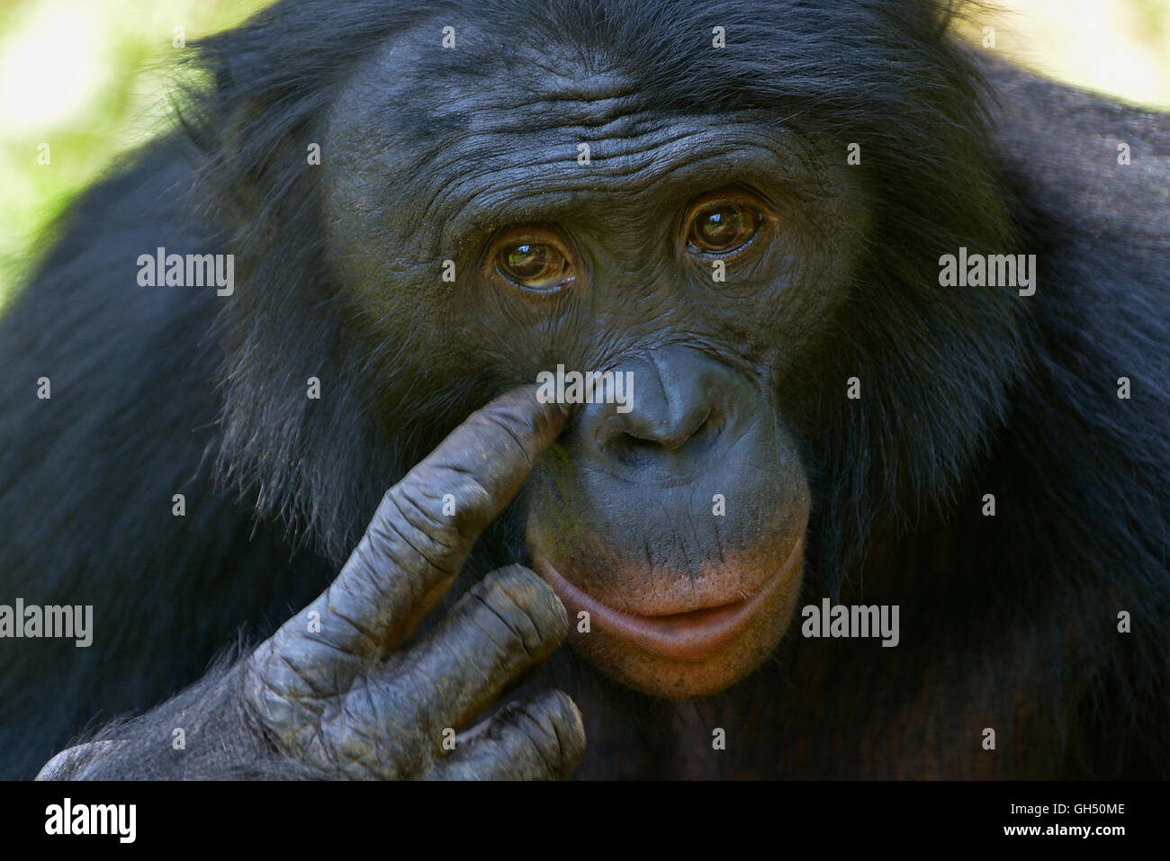 zoology / animals, mammal (mammalia), bonobo or pygmy chimpanzee (Pan ...