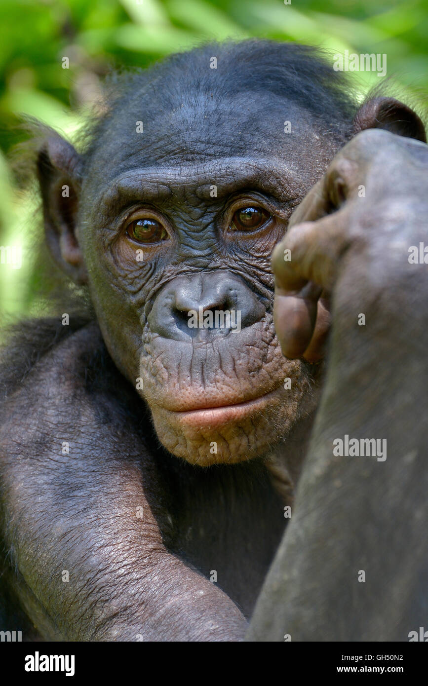 Bonobo chimpanzee at the sanctuary lola ya bonobo hi-res stock ...