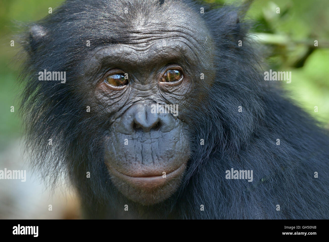 Bonobo chimpanzee at the sanctuary lola ya bonobo hi-res stock ...