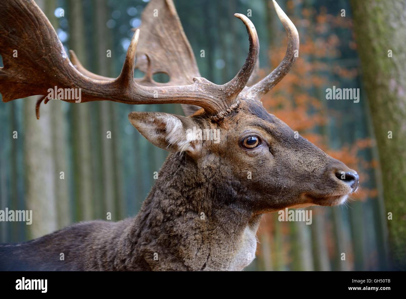 zoology / animals, mammal (mammalia), fallow deer (Dama Dama), head ...