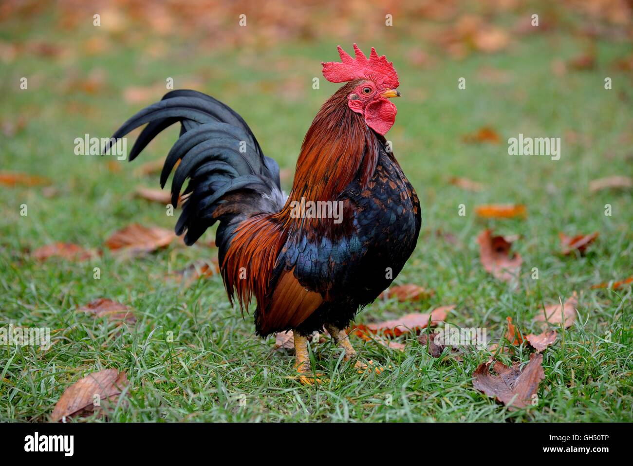 zoology / animals, birds (Aves), bantam (Gallus Gallus f. domestica ...