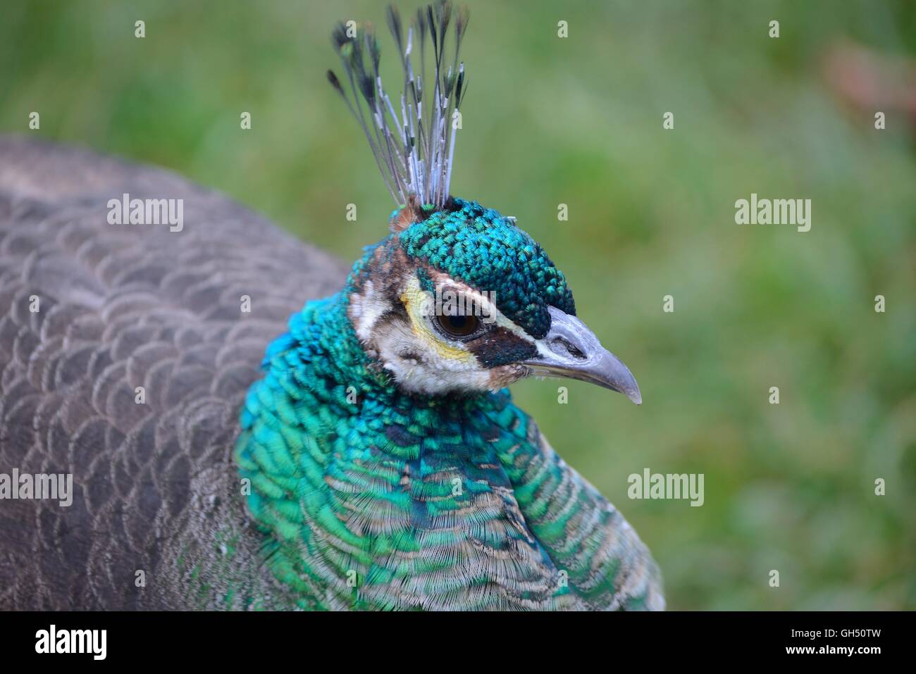 zoology / animals, birds (Aves), peahen (Pavo cristatus), head, captive ...