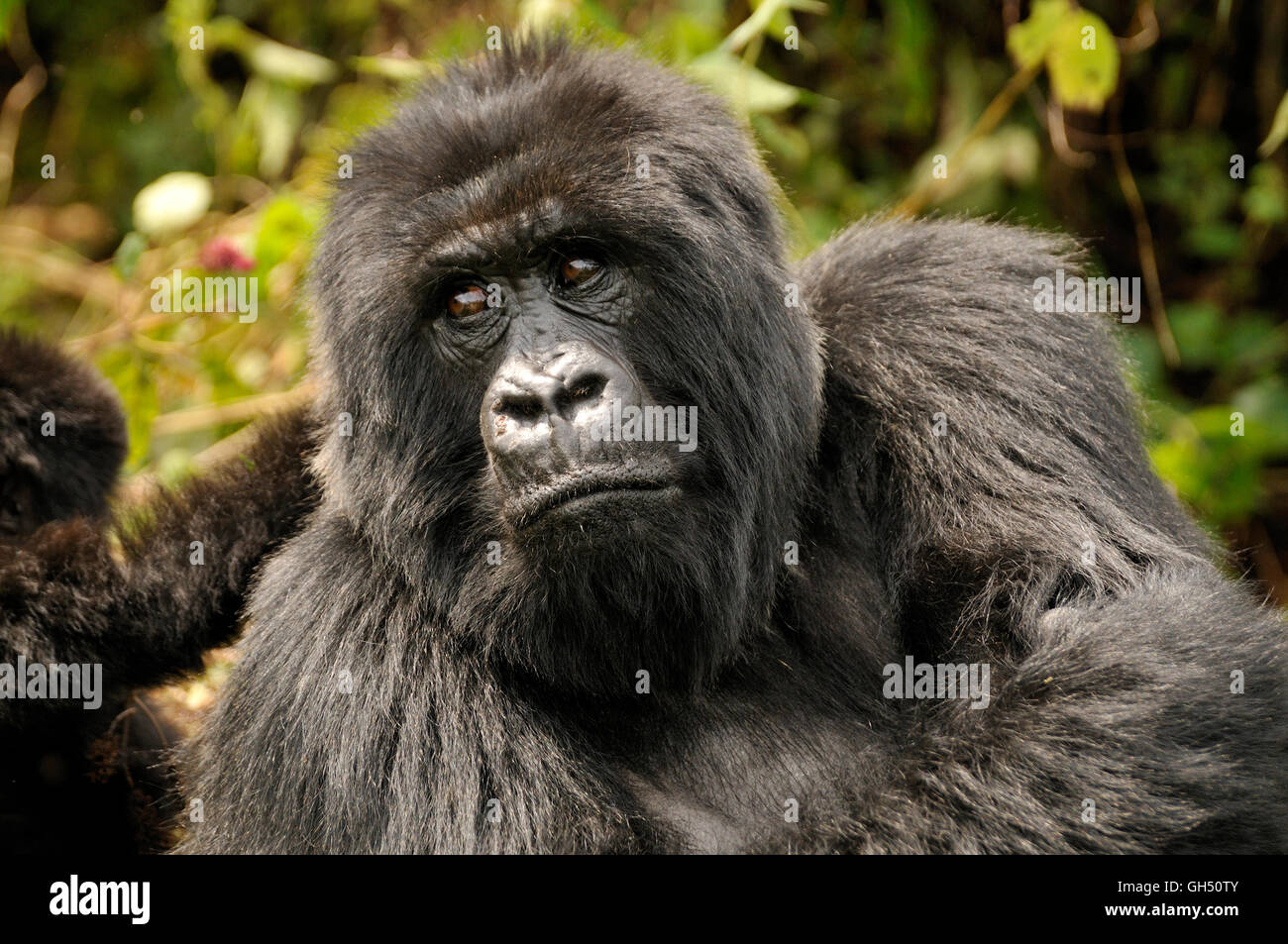 zoology / animals, mammal (mammalia), mountain gorilla (gorilla ...