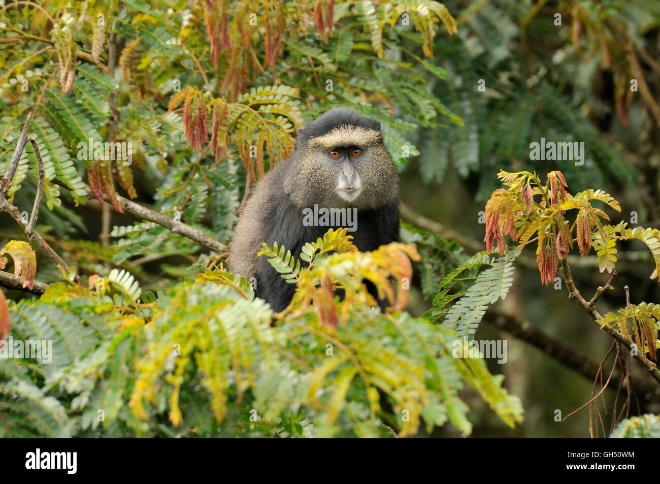 zoology / animals, mammal (mammalia), blue monkey (Cercopithecus mitis ...