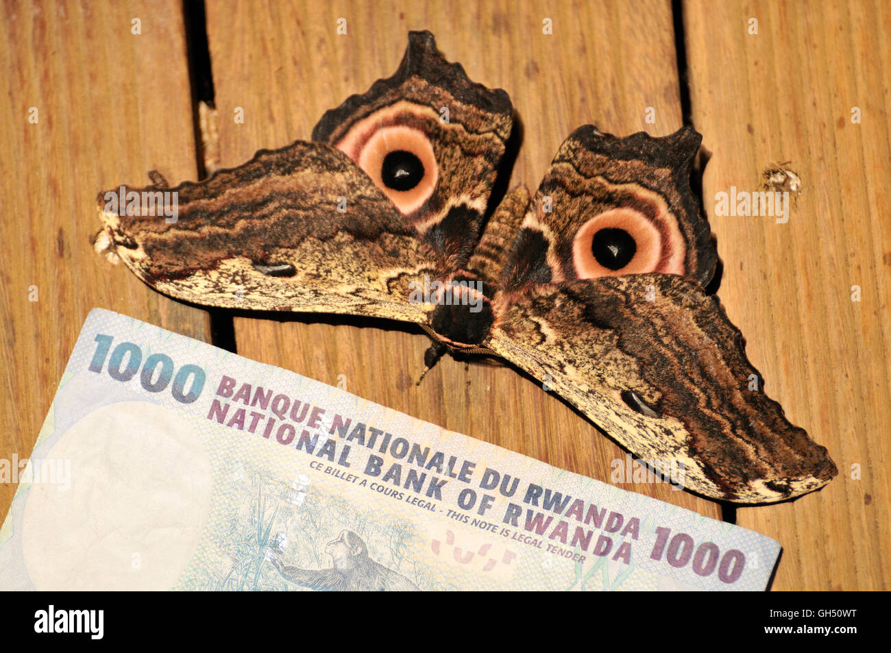 Nyungwe forest national park hi-res stock photography and images - Alamy