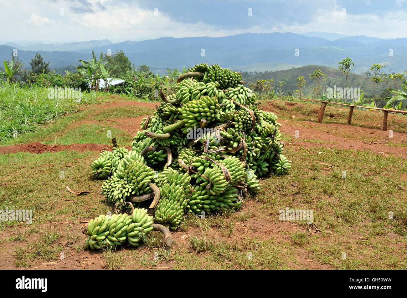 botany, banana trees, Nyungwe Forest National Park, Rwanda, Africa ...