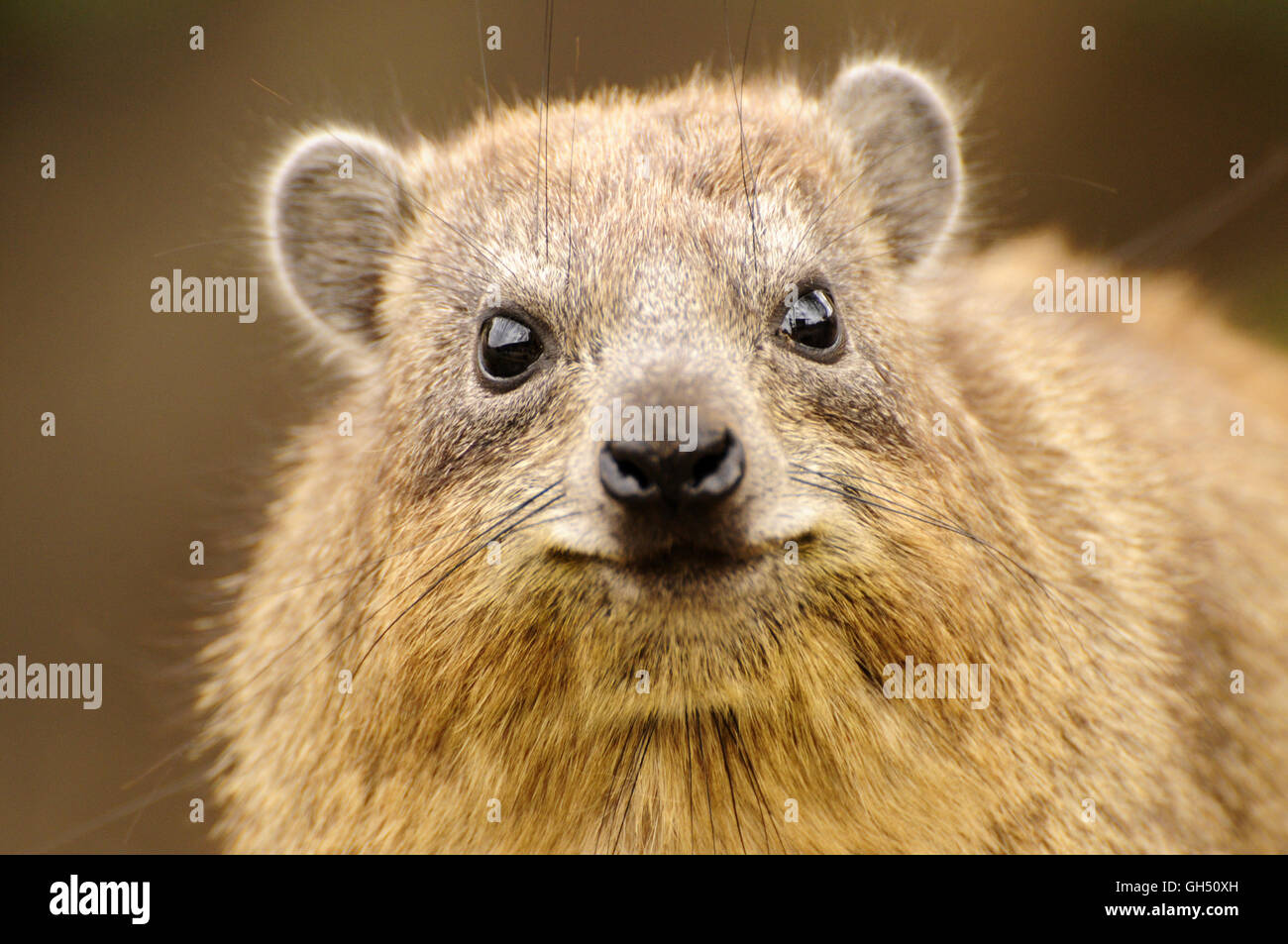 zoology / animals, mammal (mammalia), dassie or rock badger (Procavia ...
