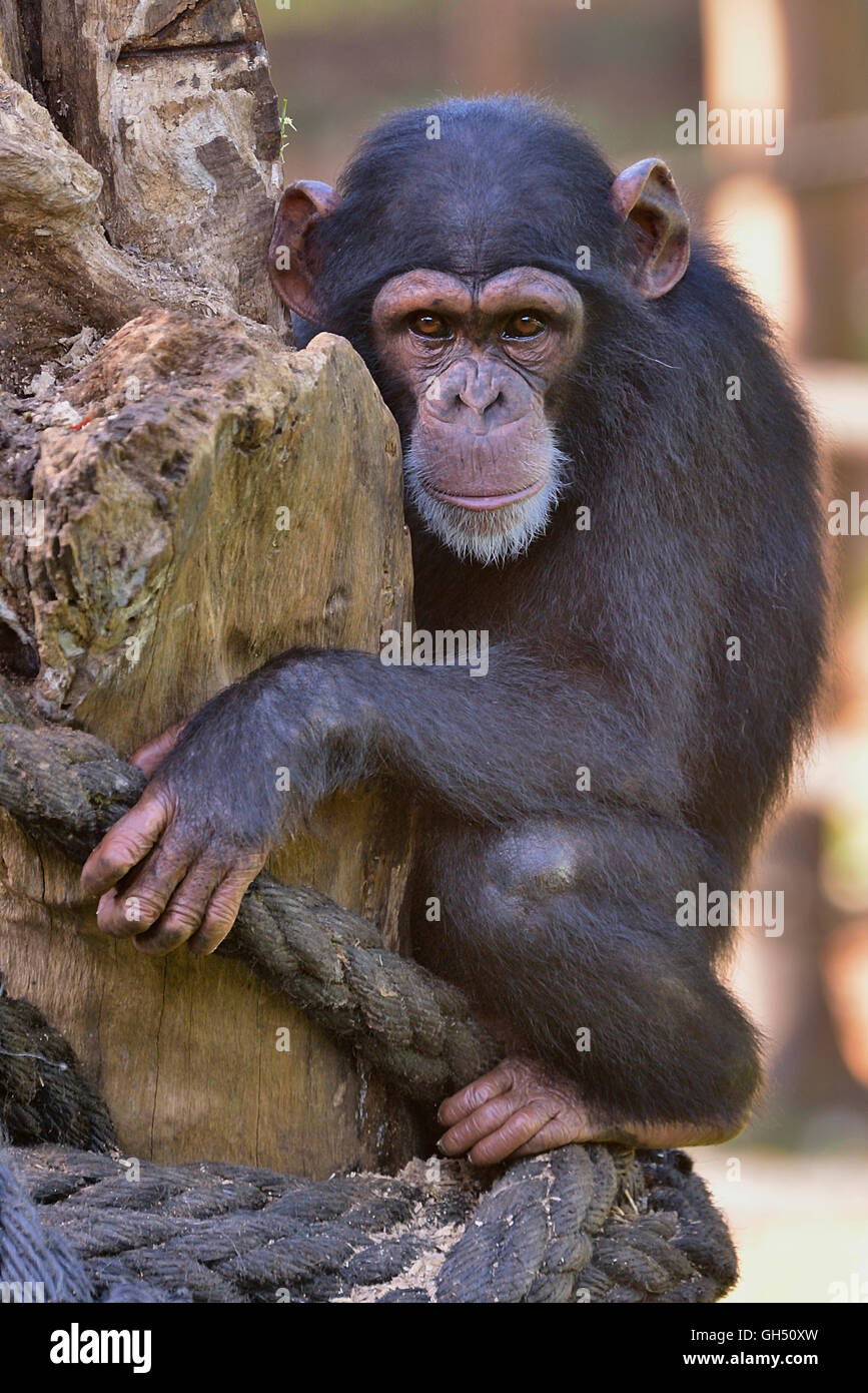 Tacugama chimpanzee sanctuary hi-res stock photography and images - Alamy