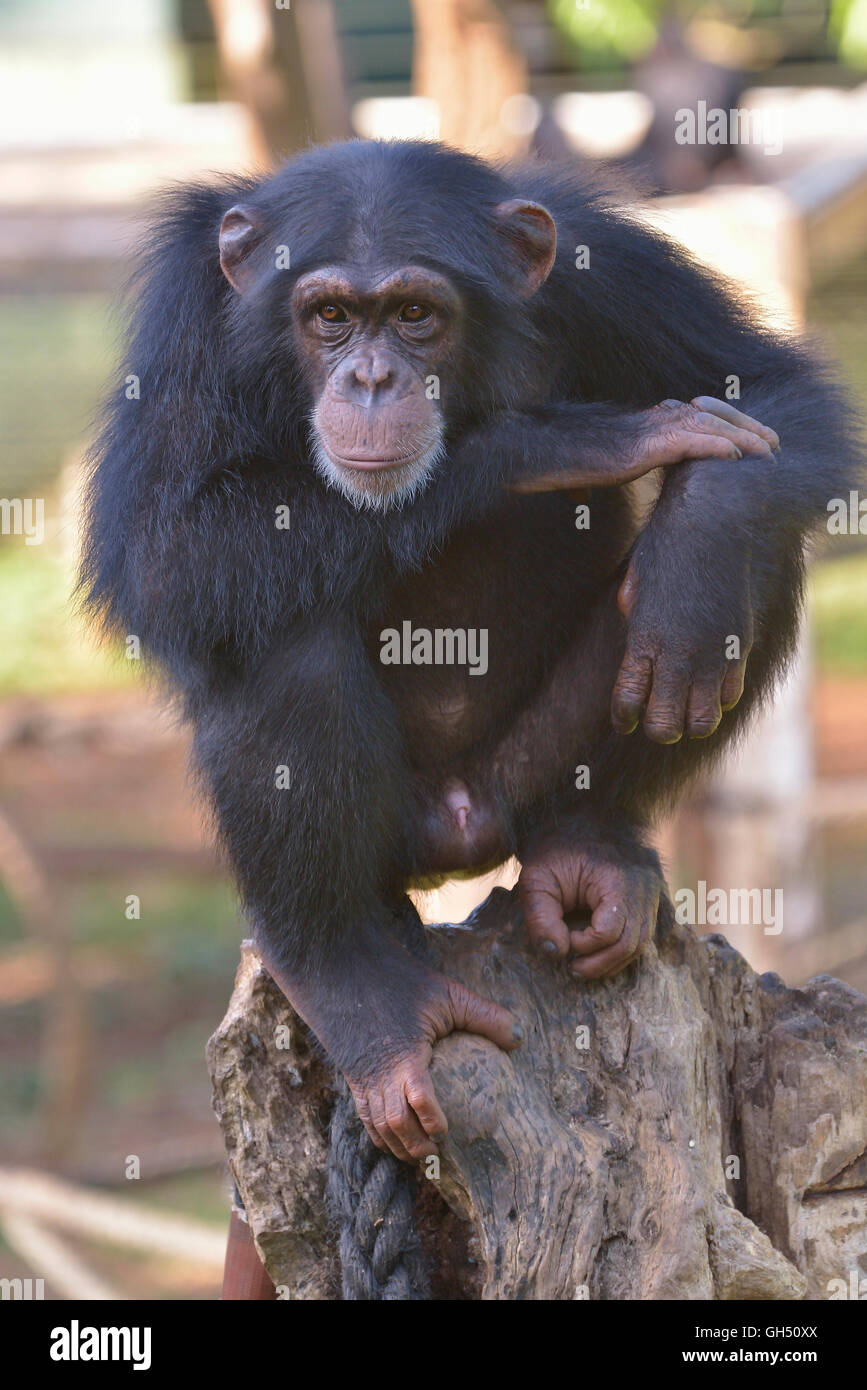 Tacugama chimpanzee sanctuary hi-res stock photography and images - Alamy