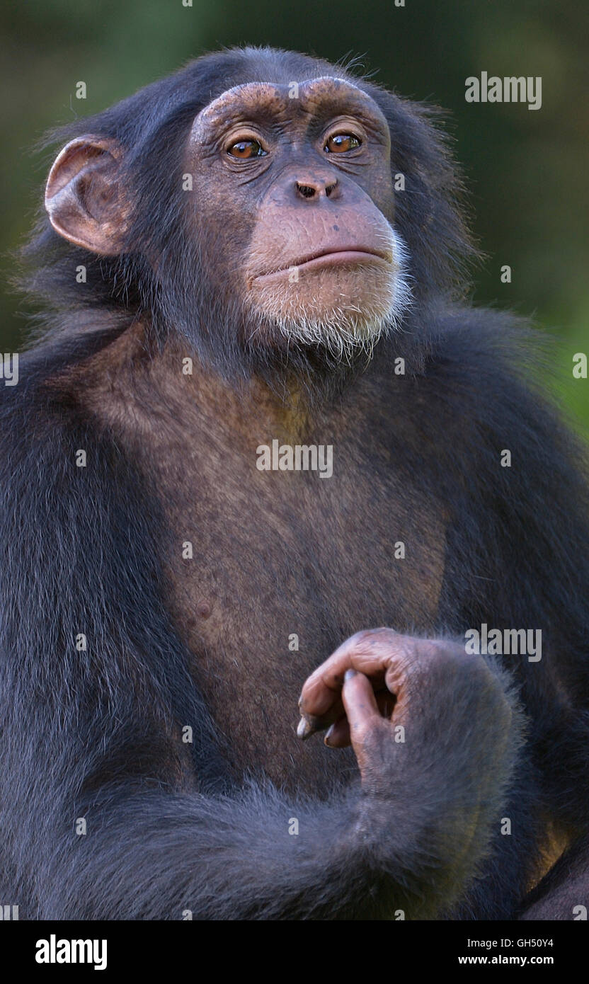 Tacugama chimp sanctuary hi-res stock photography and images - Alamy