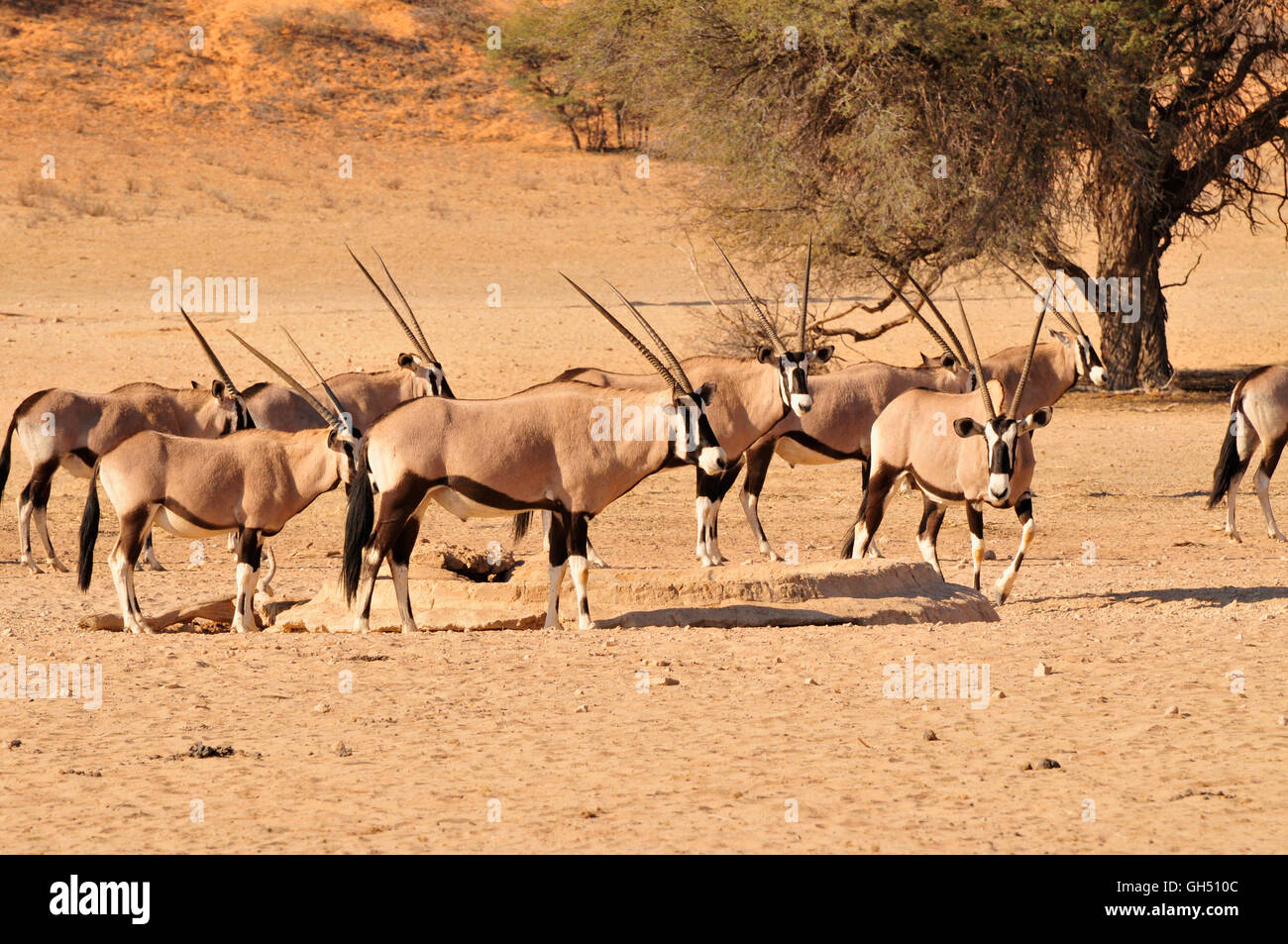 zoology / animals, mammal (mammalia), oryxs or gemsbucks (Oryx gazella ...