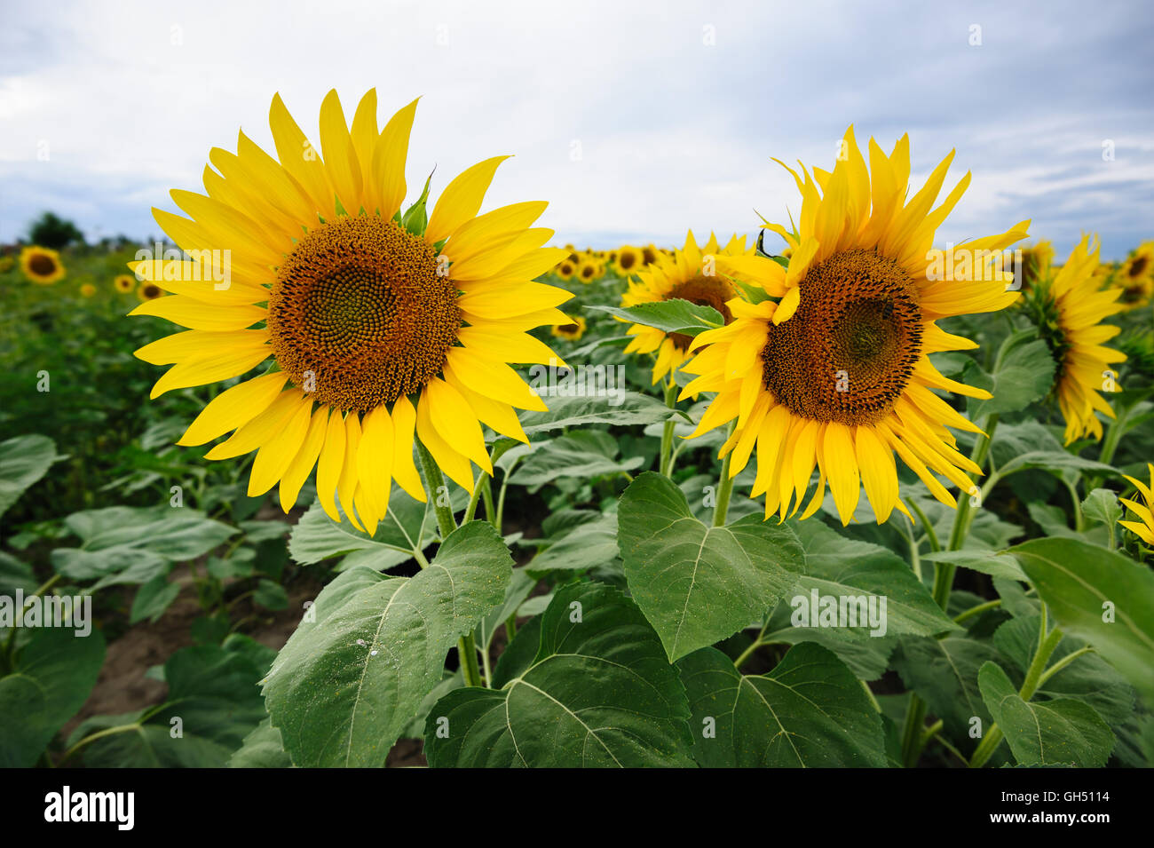 field of blooming sunflowers Stock Photo - Alamy