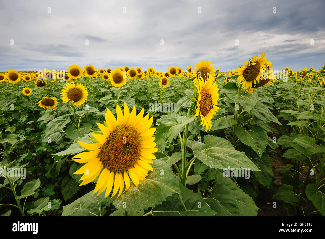 field of blooming sunflowers Stock Photo - Alamy
