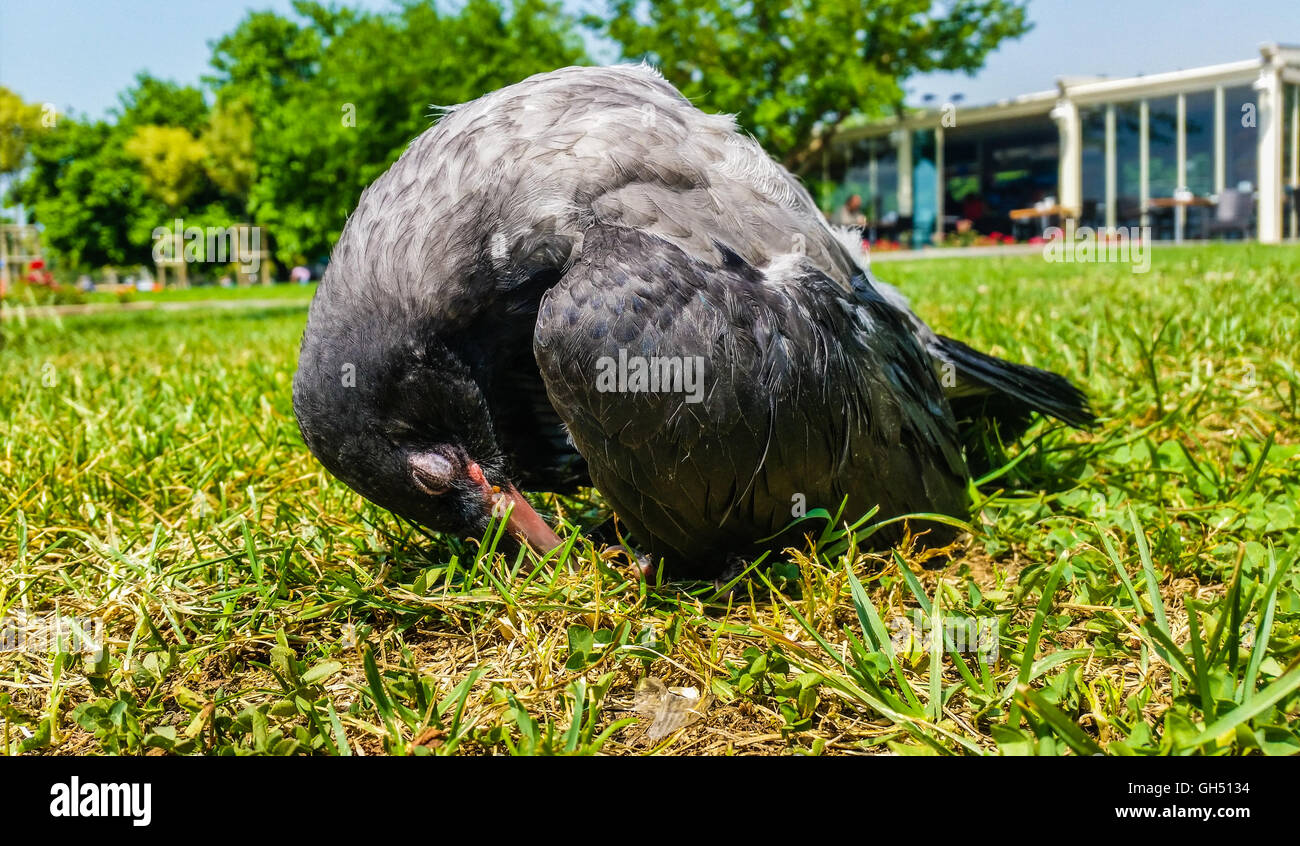 Young Crow Resting on the Grass Stock Photo - Alamy