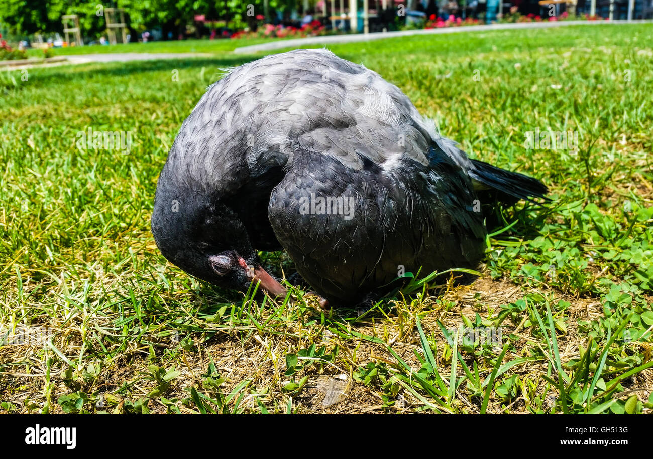 Young Crow Resting on the Grass Stock Photo - Alamy