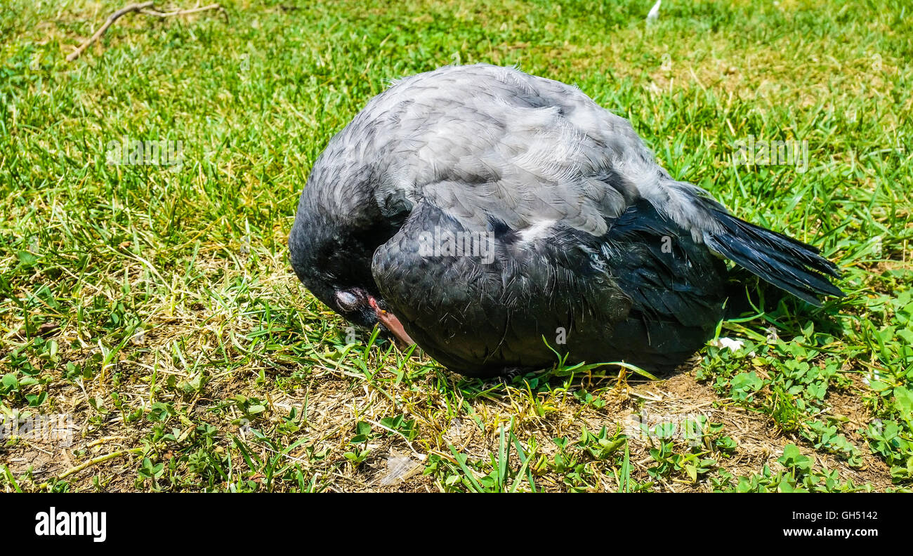 Young Crow Resting on the Grass Stock Photo - Alamy