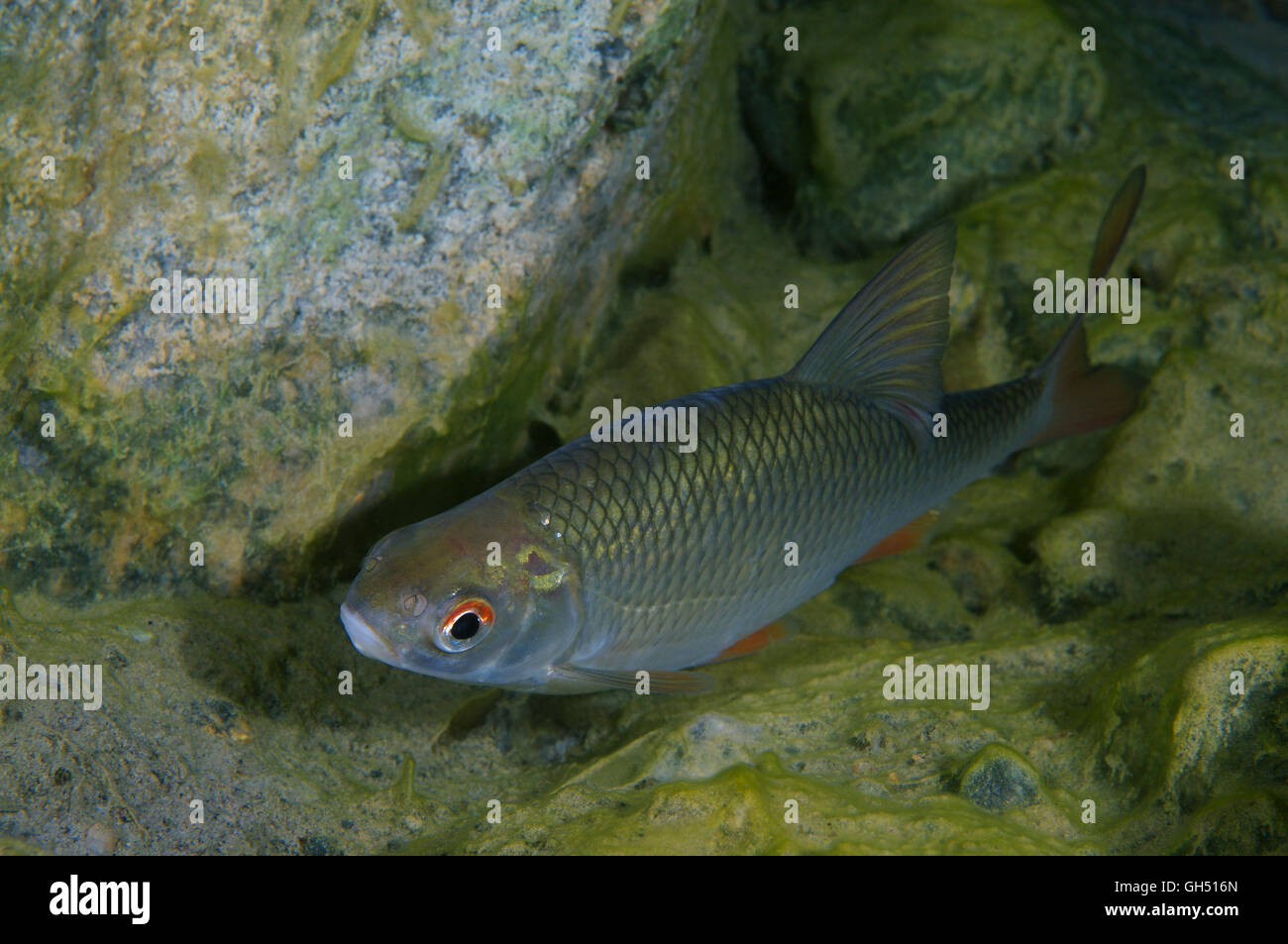 Sarv hi-res stock photography and images - Alamy