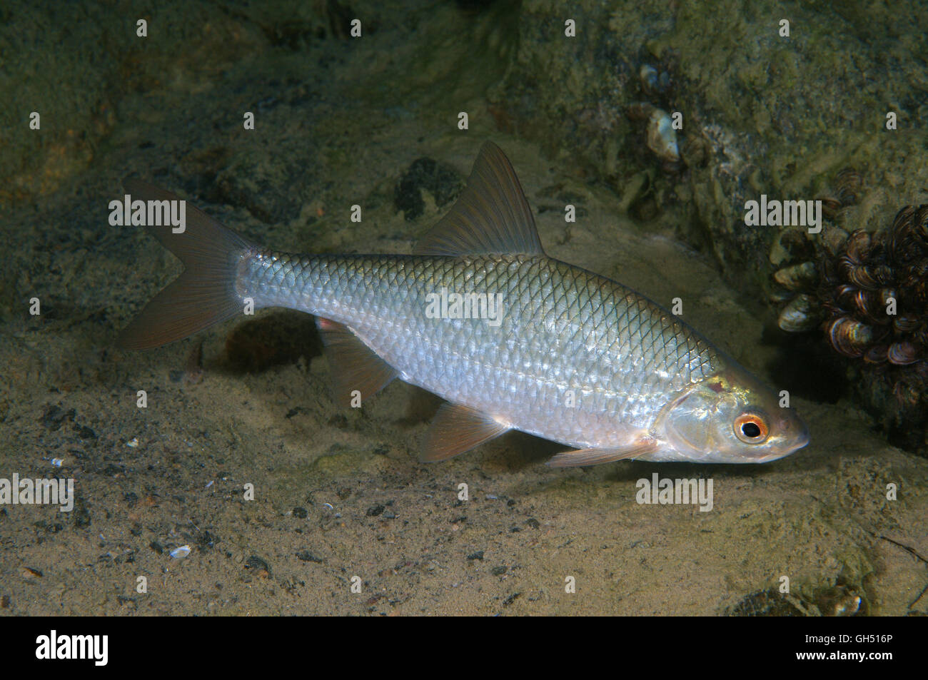 Common rudd or common roach (Scardinius erythrophthalmus) Eastern ...