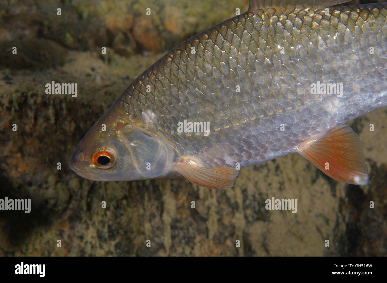Common rudd or common roach (Scardinius erythrophthalmus) Eastern ...