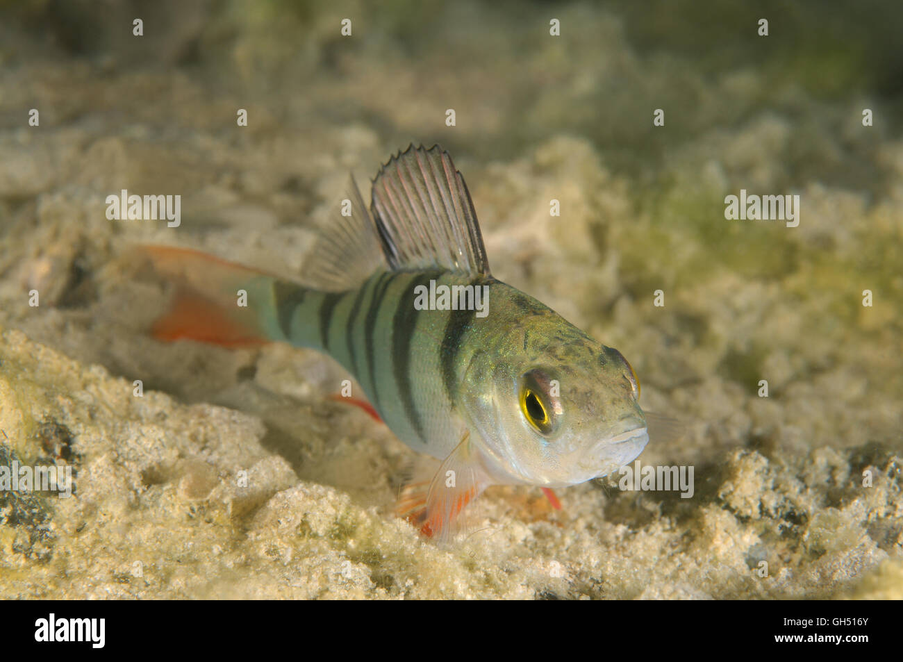 European perch, Redfin perch or English perch (Perca fluviatilis ...