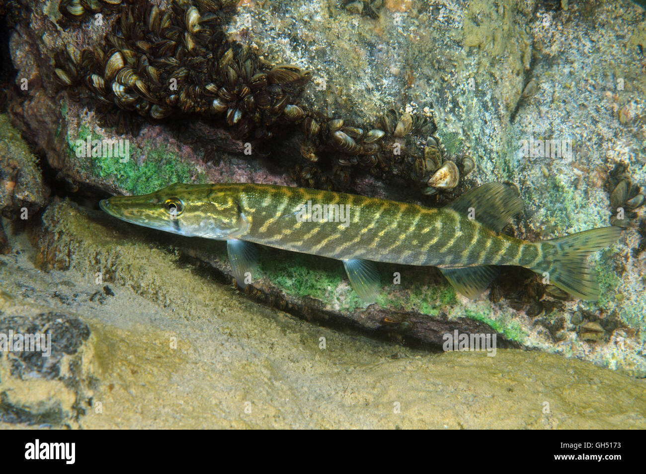 Northern pike, Common pike, Great Lakes pike or American pike (Esox ...