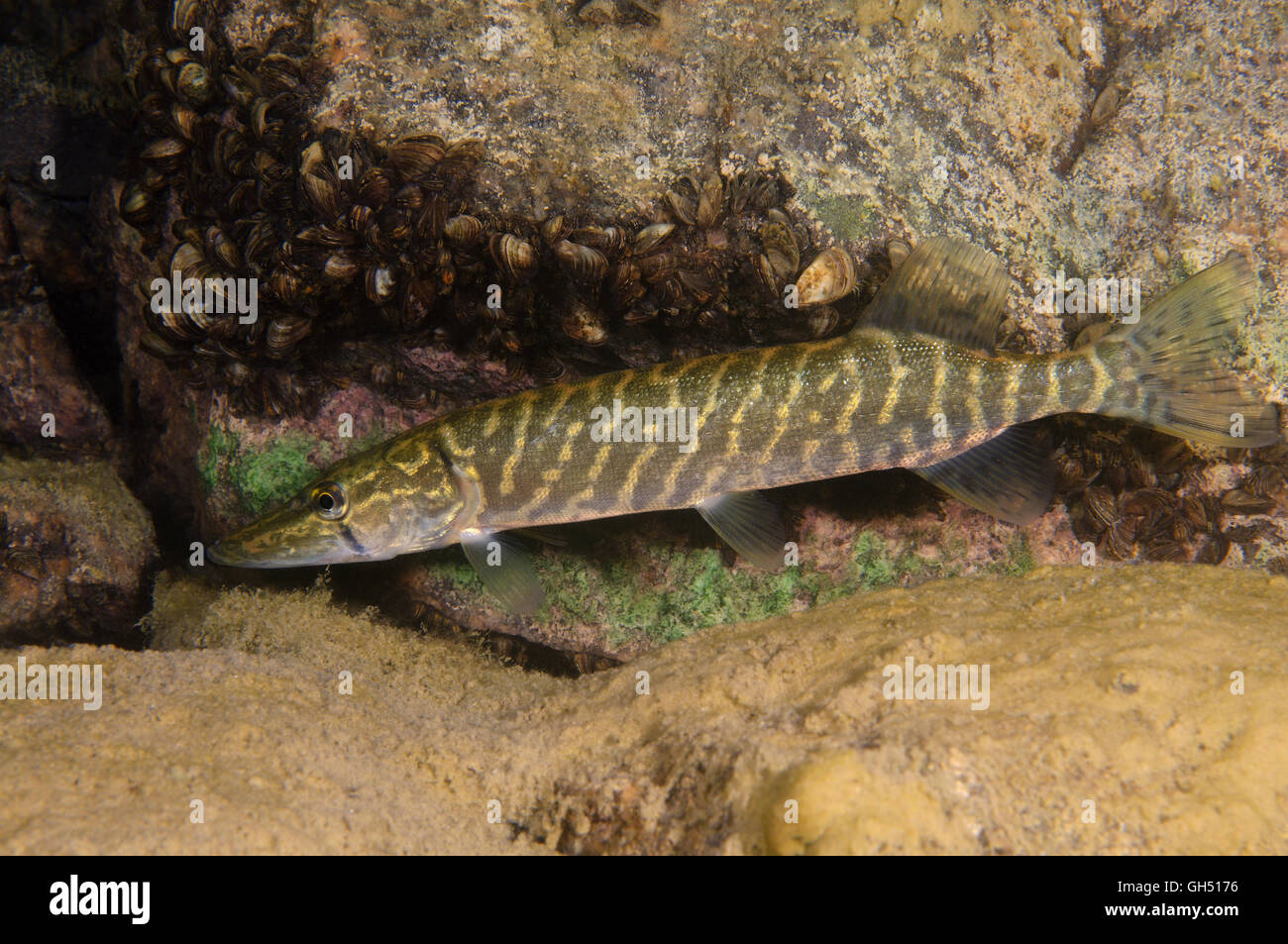 Fish names in alphabetical order - Page 34 - Forum Games