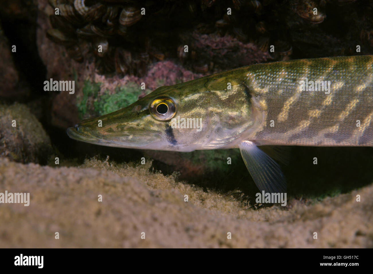 Northern pike, Common pike, Great Lakes pike or American pike (Esox ...