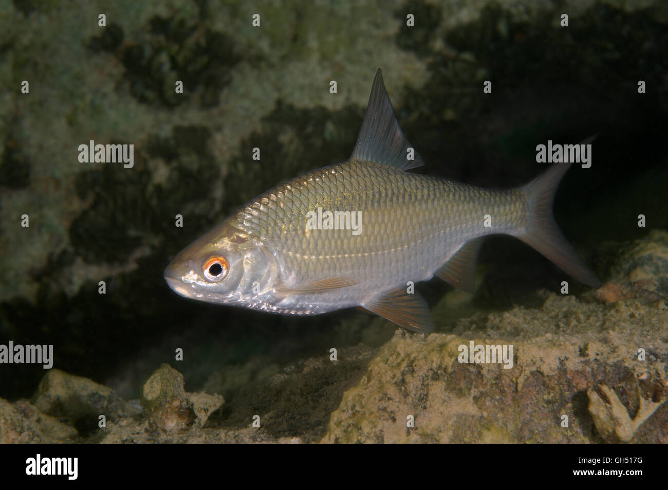 Pearl roach scardinius erythrophthalmus hi-res stock photography and ...