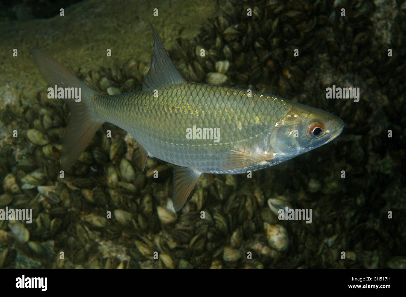 Common rudd or common roach (Scardinius erythrophthalmus) Eastern ...