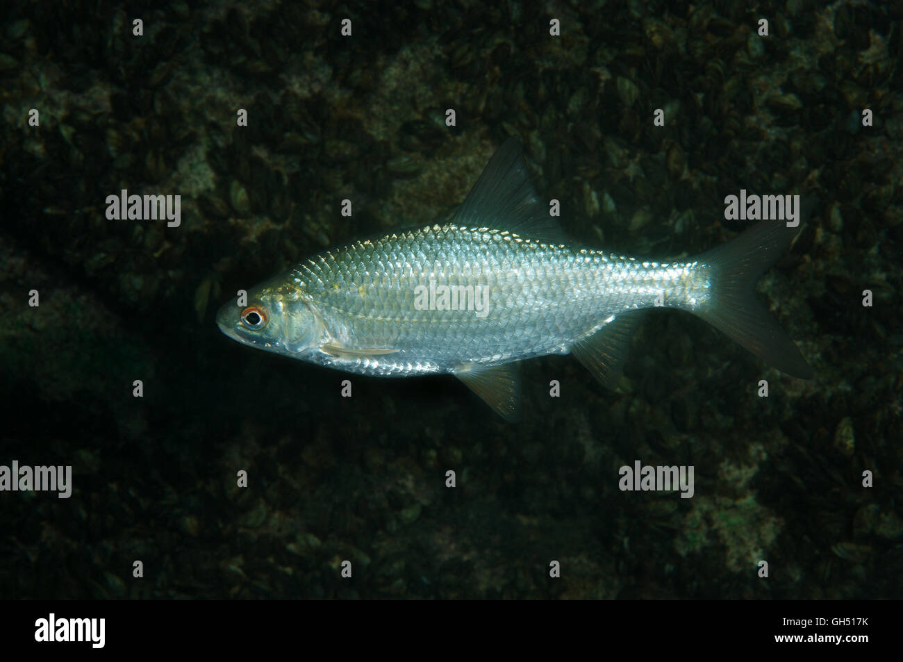 Common rudd or common roach (Scardinius erythrophthalmus) Eastern ...