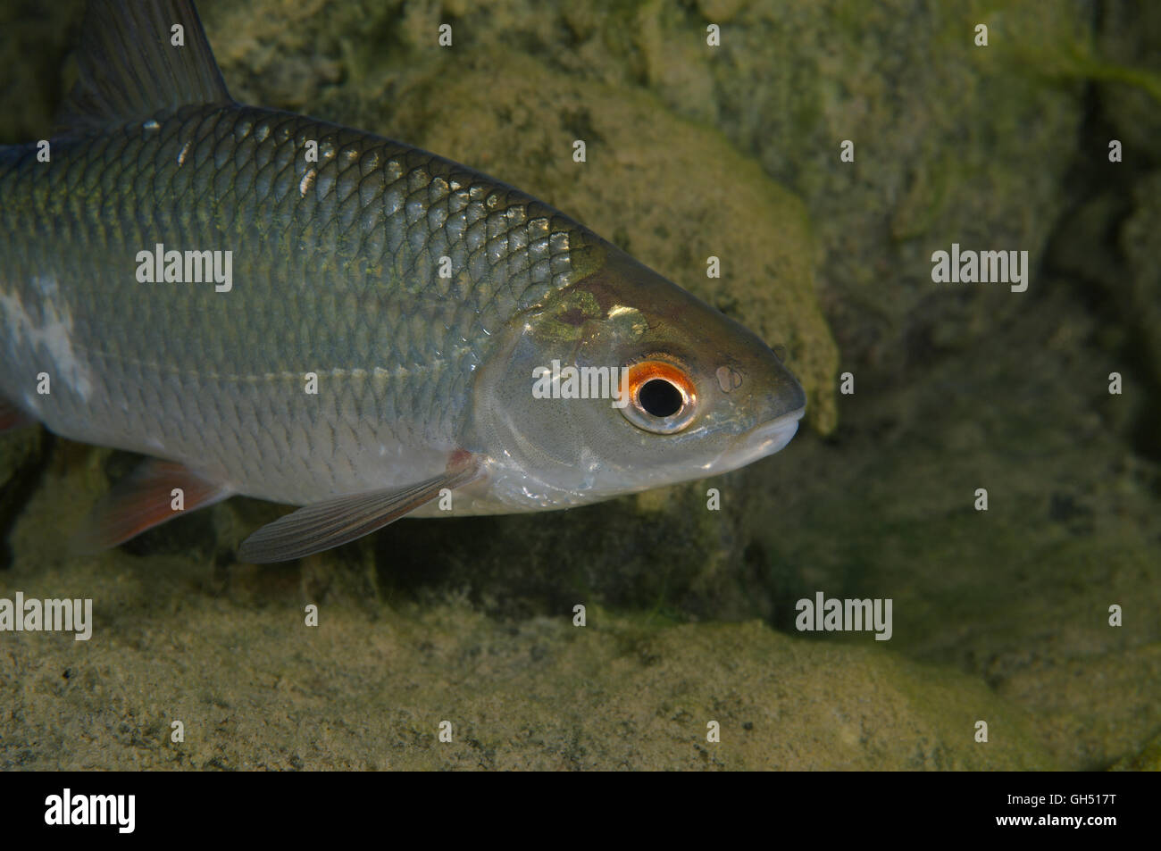 Common rudd or common roach (Scardinius erythrophthalmus) Eastern ...