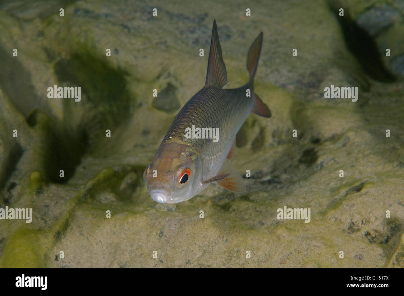 Common rudd or common roach (Scardinius erythrophthalmus) Eastern ...