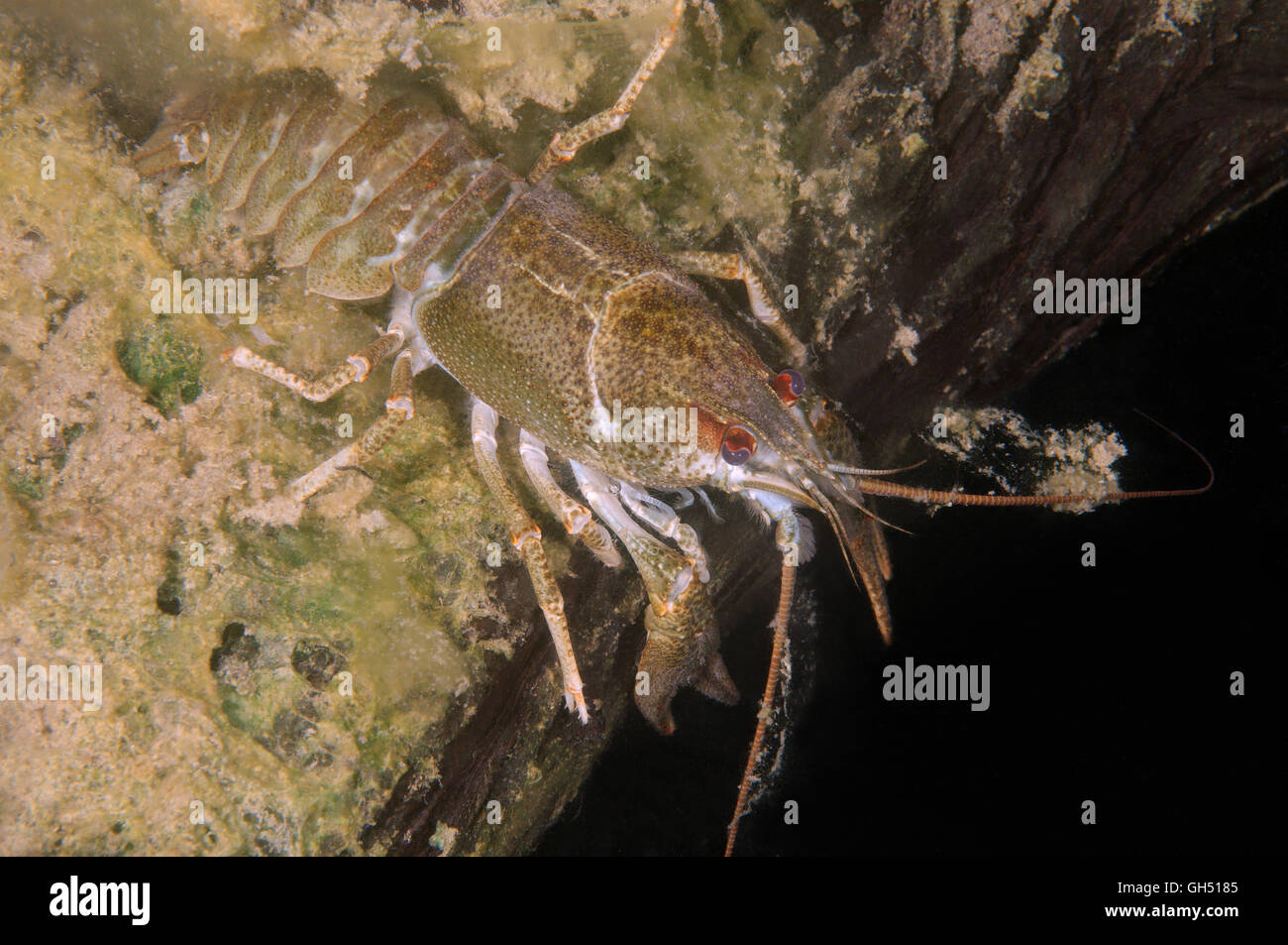 European crayfish, Noble crayfish or Broad-fingered crayfish (Astacus ...