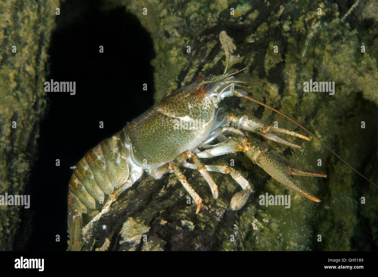 Narrow clawed turkish crayfish astacus leptodactylus hi-res stock ...
