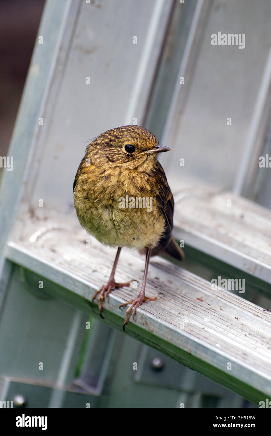 juvenile robin on stepladder,scotland Stock Photo - Alamy