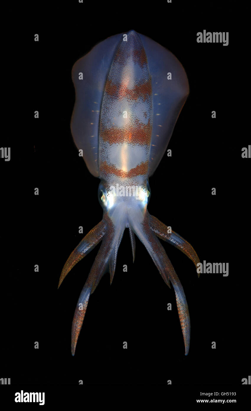 Bigfin reef squid, Inshore Squid or Oval squid (Sepioteuthis lessoniana ...