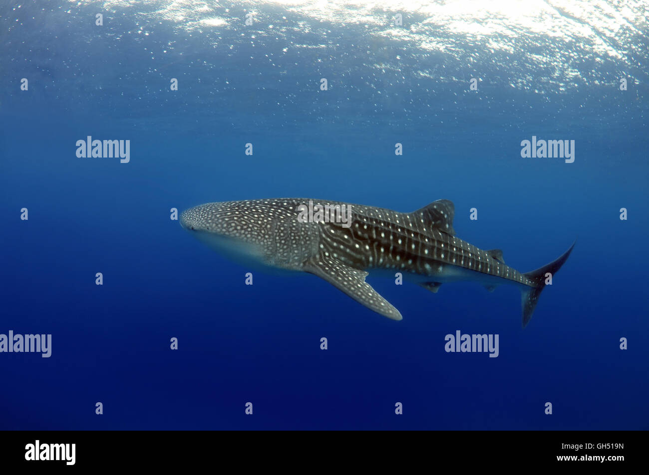 Basking shark full body hi-res stock photography and images - Alamy