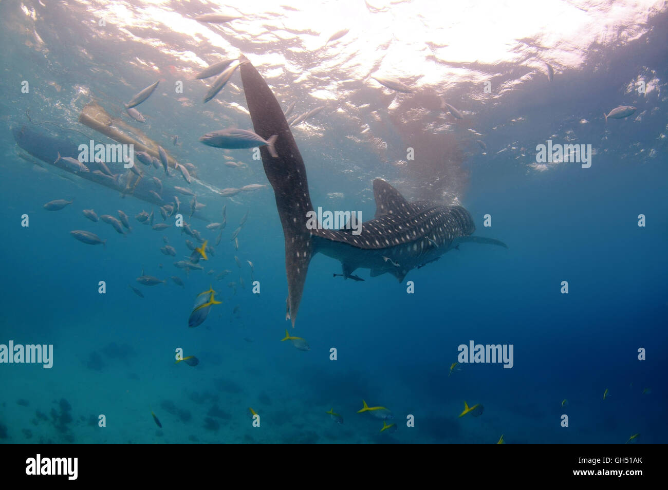Whale shark or basking shark (Rhincodon typus) Indo-Pacific ...
