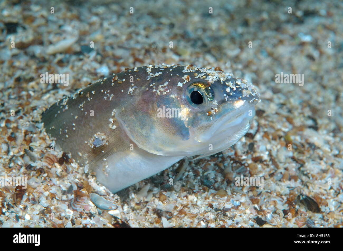 Ophidion broussoneti hi-res stock photography and images - Alamy
